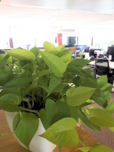 Potus Lemon: La Planta Para Principiantes Que Purifica El Aire - Ideas ...