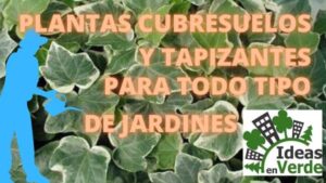 Plantas Cubresuelos Para Todo Tipo De Jardines - Ideas en Verde