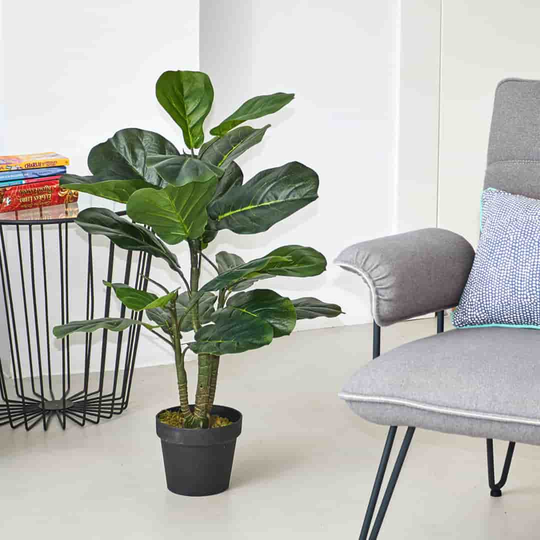 Lo Que Hay Que Saber Sobre El Ficus Pandurata - Ideas en Verde