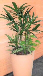 Tips Y Data De La Palmera Raphis excelsa - Ideas en Verde