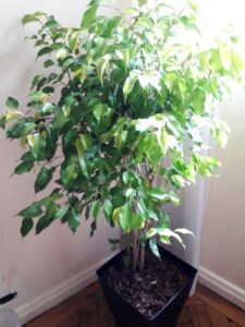 Todo Lo Que Tenés Que Saber Sobre El Ficus Benjamina - Ideas en Verde