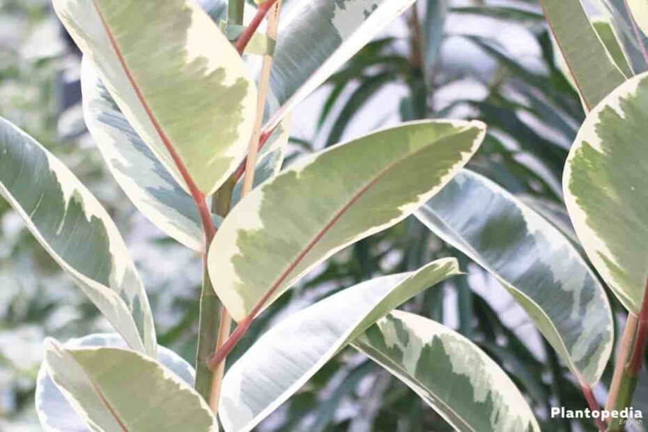 Ficus Elastica, Una Planta Antigua Y Nueva A La Vez - Ideas en Verde