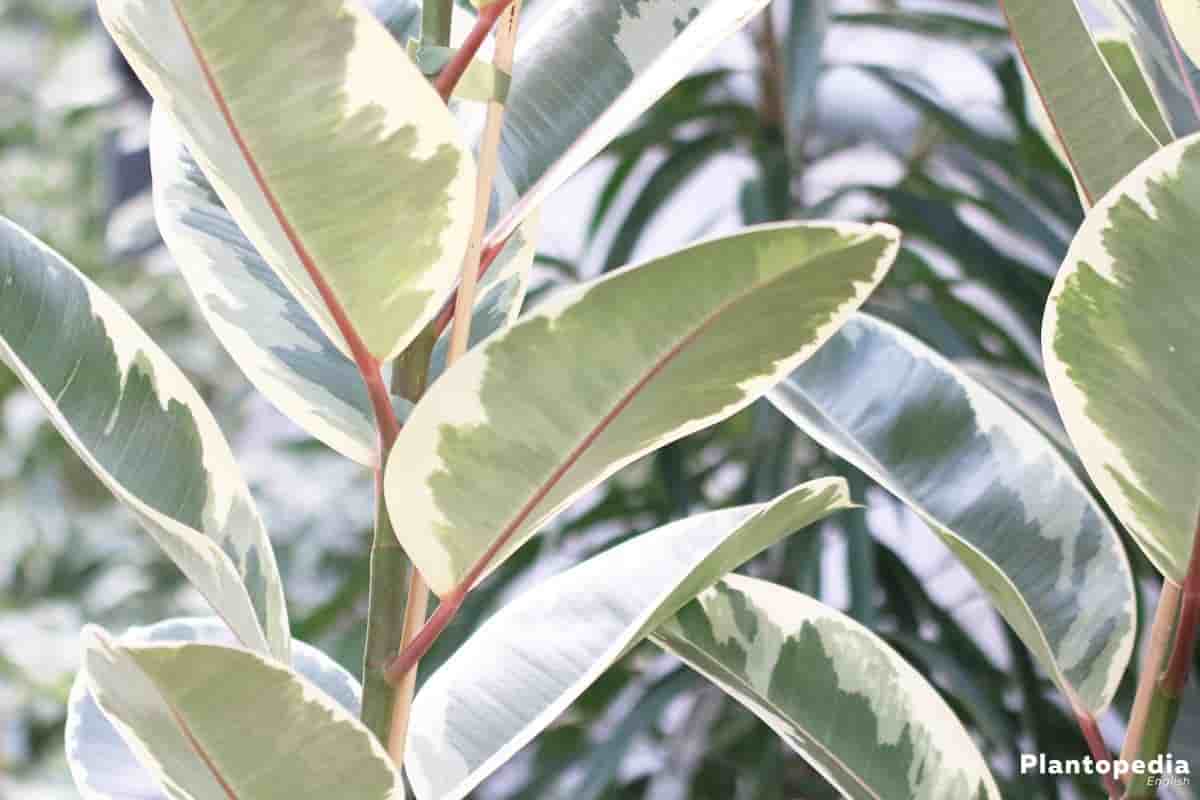 Ficus Elastica, Una Planta Antigua Y Nueva A La Vez - Ideas en Verde